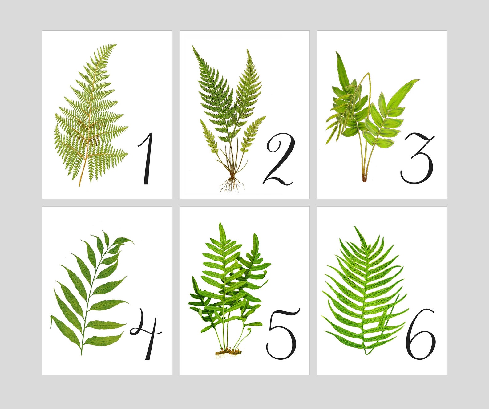 FERN Table Cards Fern Table Numbers Woodland Table Tents - Etsy