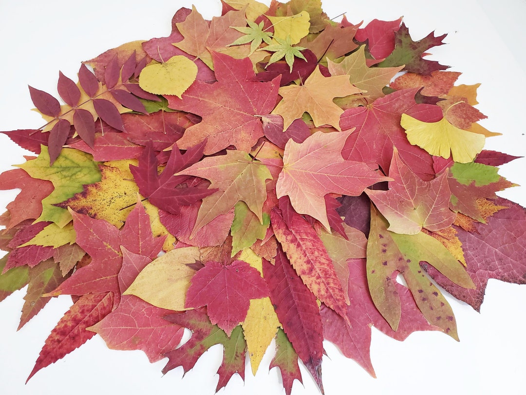 Real Autumn Leaves, 50, Pressed Fall Decor, Dried Leaves, Economical ...