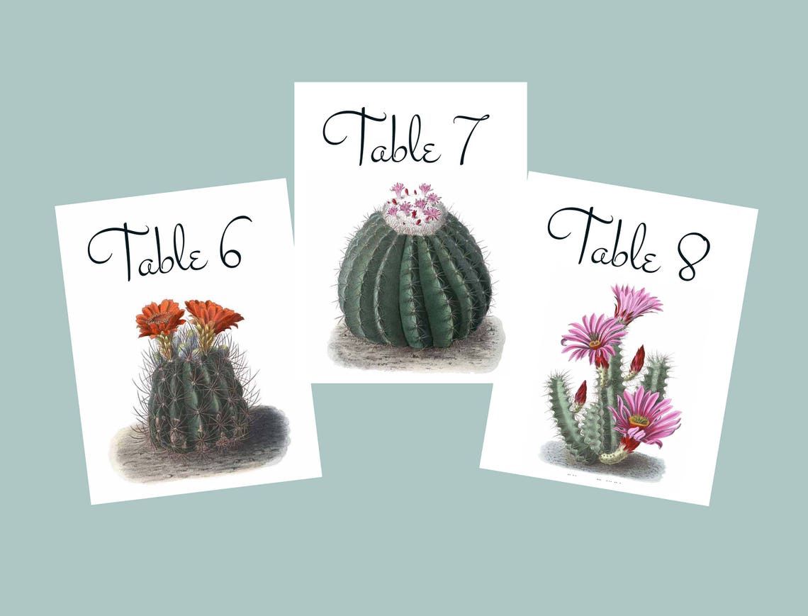 Cactus Table Numbers Desert Table Tents Cactus Table Cards | Etsy