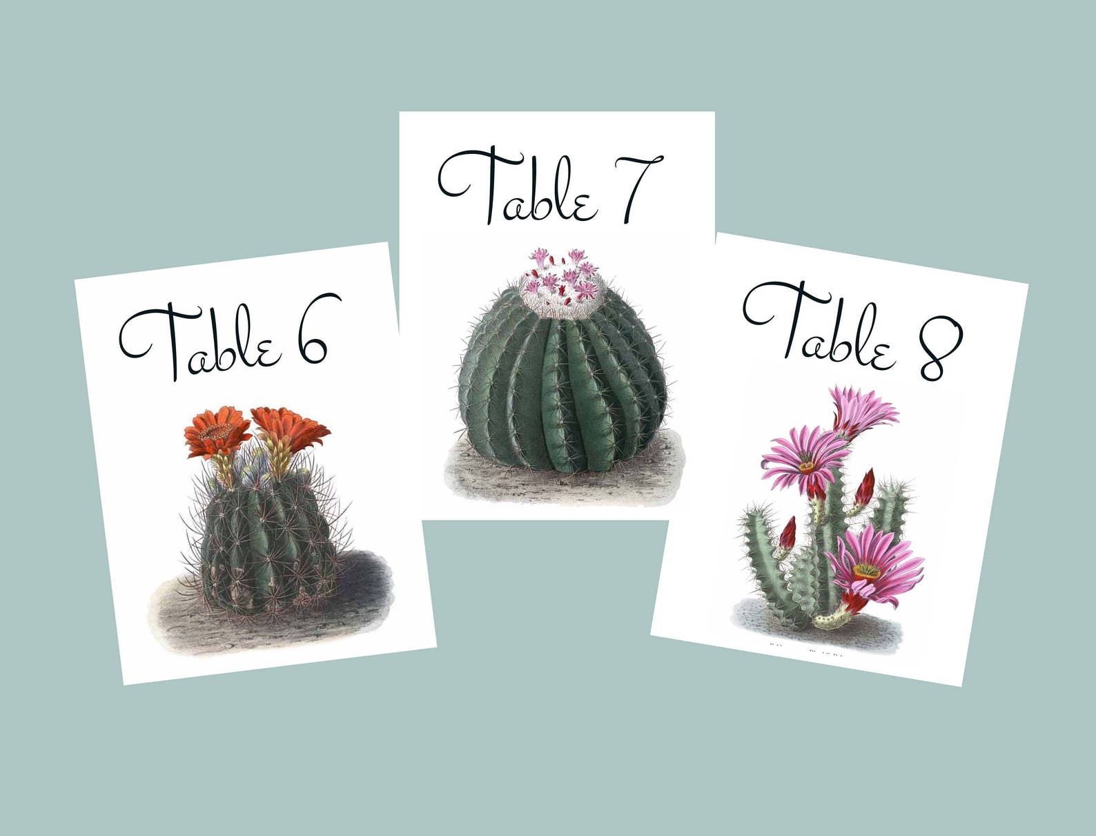 Cactus Table Numbers Desert Table Tents Cactus Table Cards | Etsy