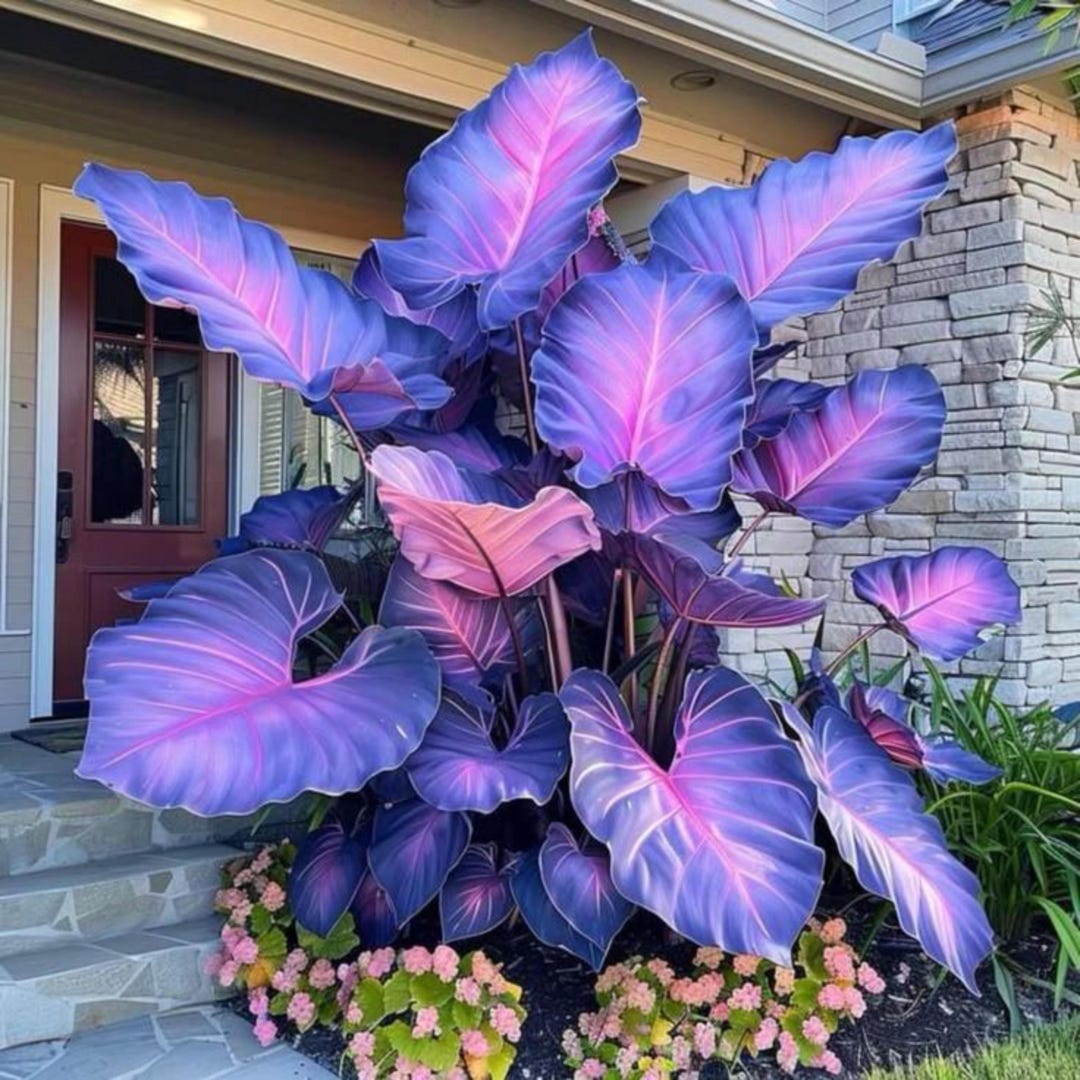 Hosta Perennial Shade Plant | Purple & Pink Foliage, Soft Ornamental ...