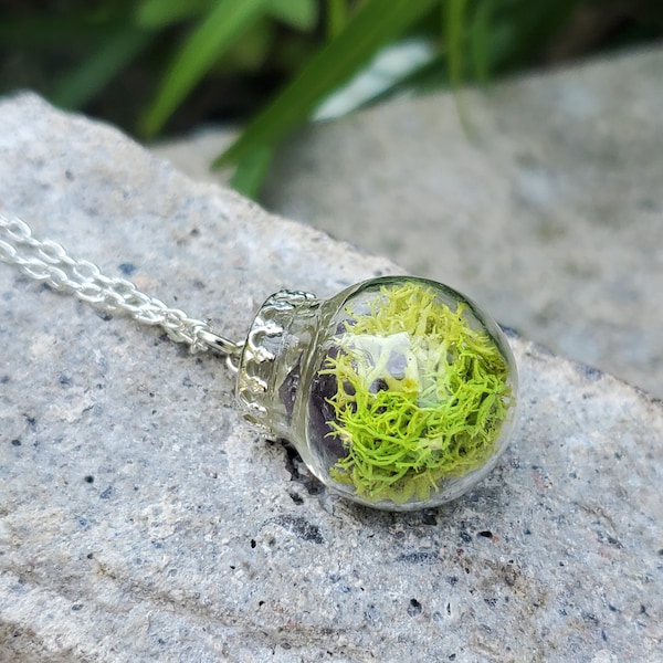 Moss Ball Terrarium - Etsy