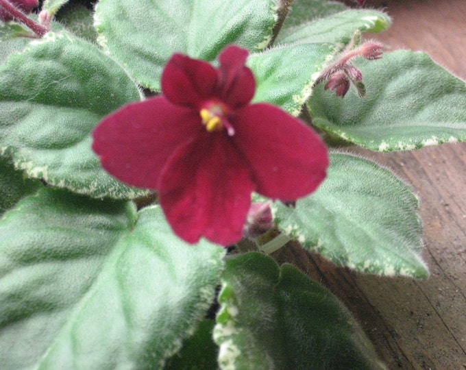 African Violet Live Plant MAC'S RAPTOROUS RHAPSODY - Etsy