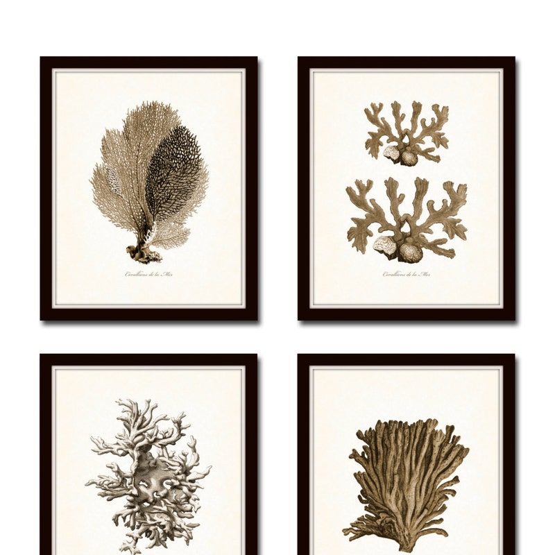 Sepia Shell Prints - Etsy