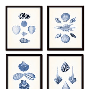 Blue Seashell Print Set No. 1, Antique Shell Prints, Print Set, Giclee ...