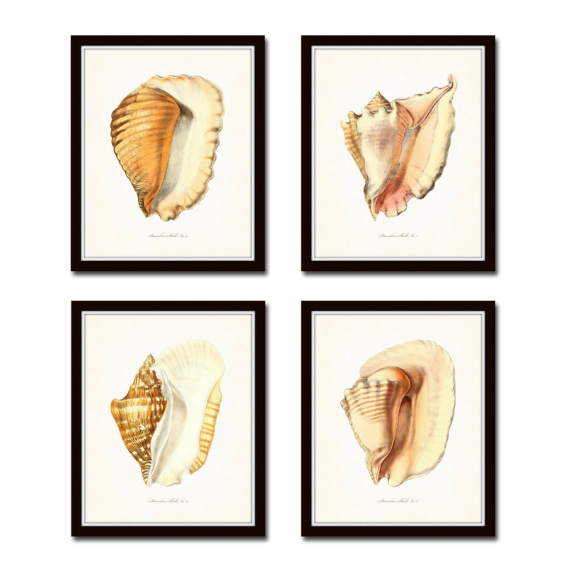 Seashell Print - Etsy