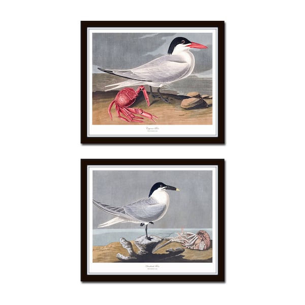 Seabird Art - Etsy