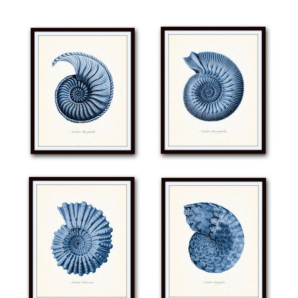 Seashell Print - Etsy