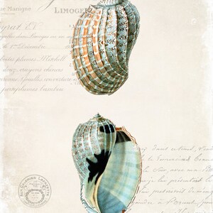 Seashell Collage Print Set No. 2, Antique Seashell Print Set, Giclee ...
