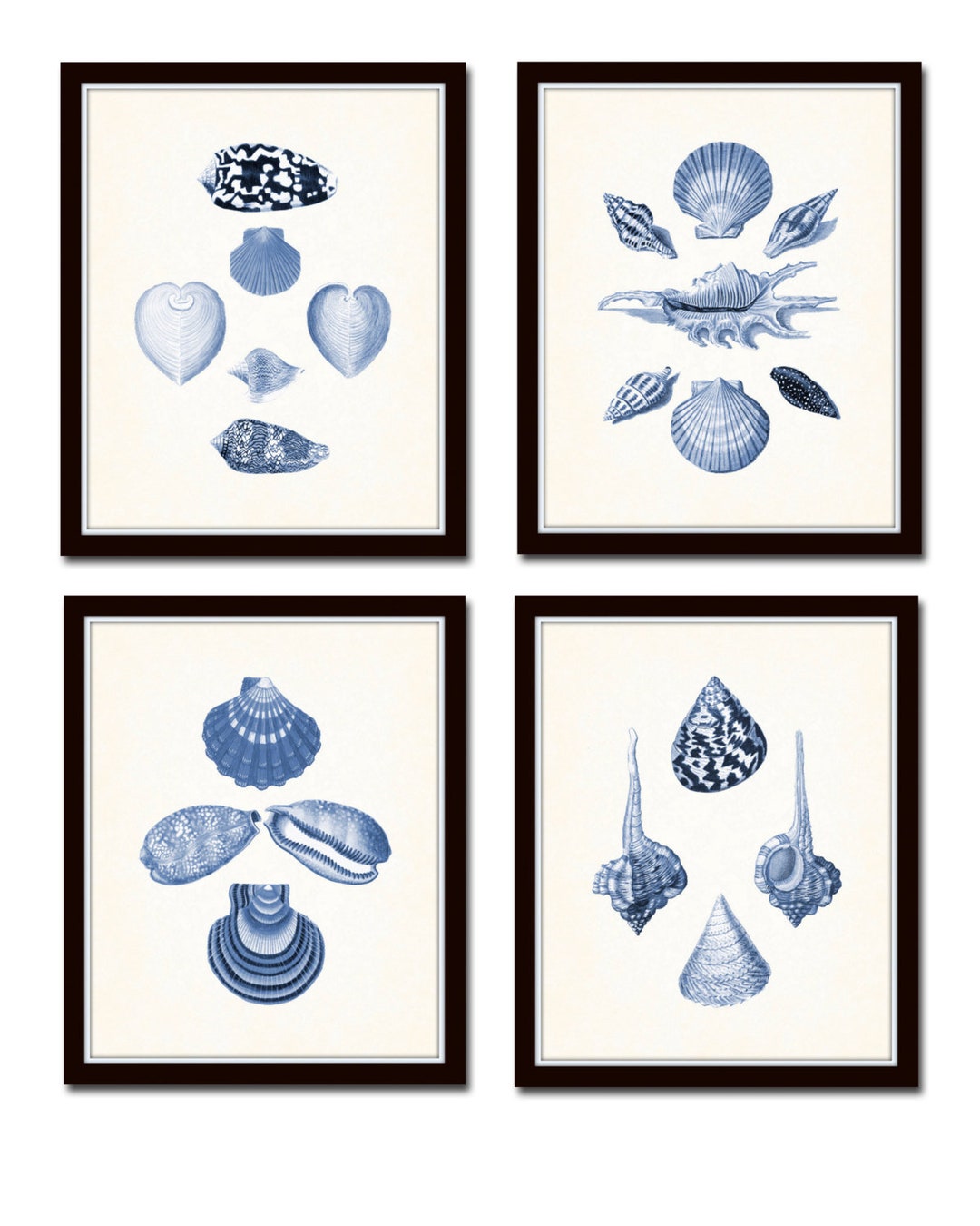 Blue Seashell Print Set No. 1, Antique Shell Prints, Print Set, Giclee ...