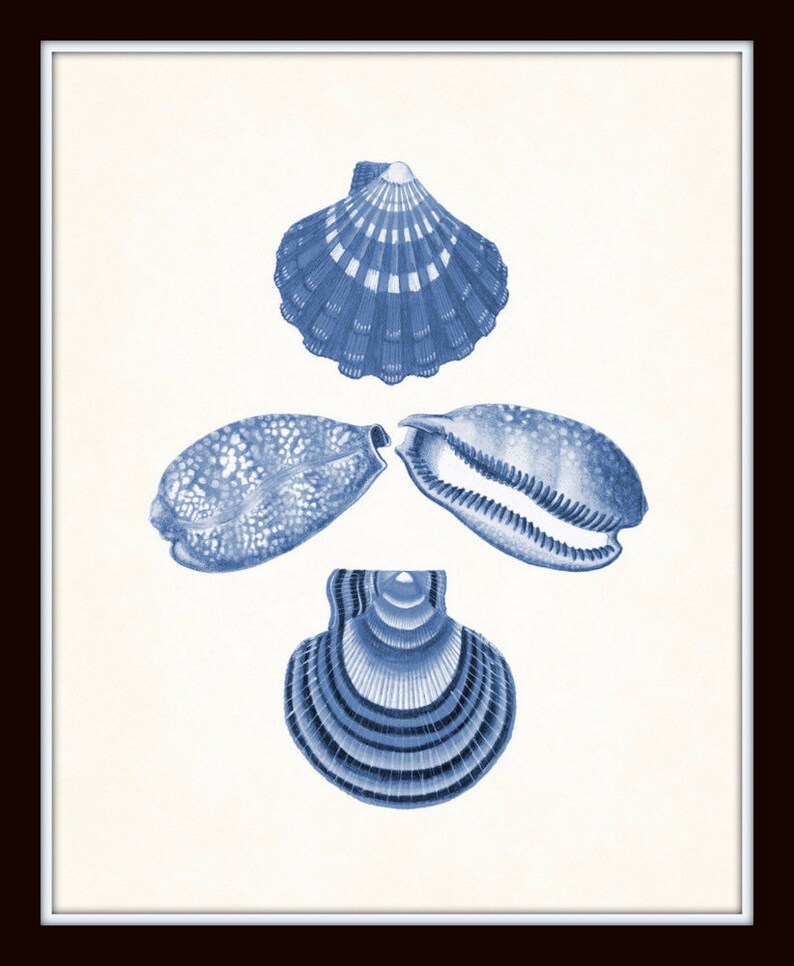 Blue Seashell Print Set No. 1 Antique Shell Prints Print | Etsy