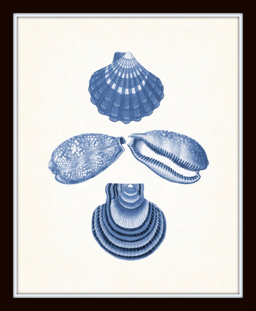 Blue Seashell Print Set No. 1 Antique Shell Prints Print - Etsy