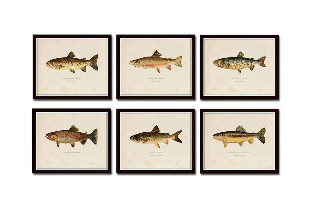 Vintage Trout Print Set No. 2, Angler Art, Giclee, Art Print, Vintage ...