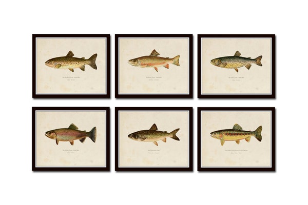 Vintage Fish Print Fishing Wall Art Coastal Wall Art - Etsy