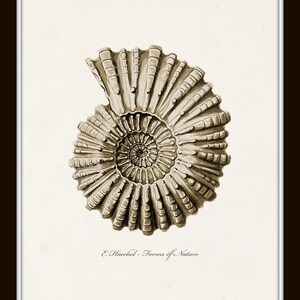 Sepia Seashell Print Set No. 5, Giclee Wall Art, Vintage Seashell ...