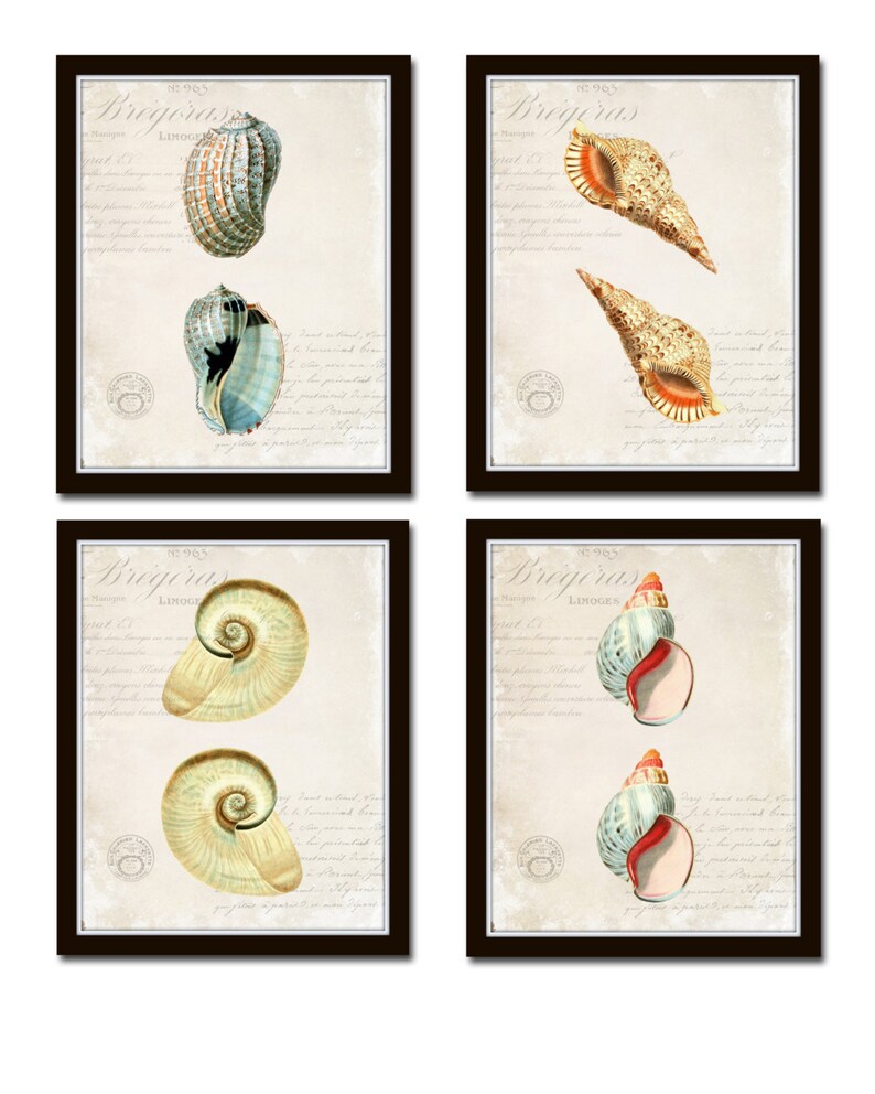 Seashell Collage Print Set No. 4 Antique Seashell Print Set - Etsy