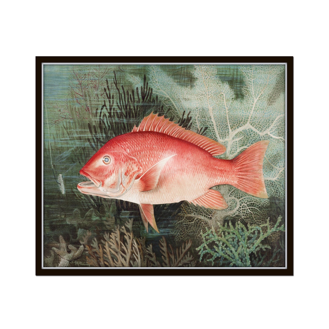 Vintage Life Fish Painting, Northern Red Snapper, Fish Prints, Vintage ...