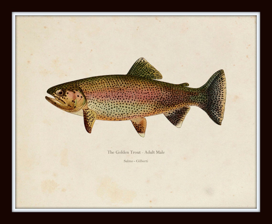 Vintage Trout Print Set No. 2, Angler Art, Giclee, Art Print, Vintage ...