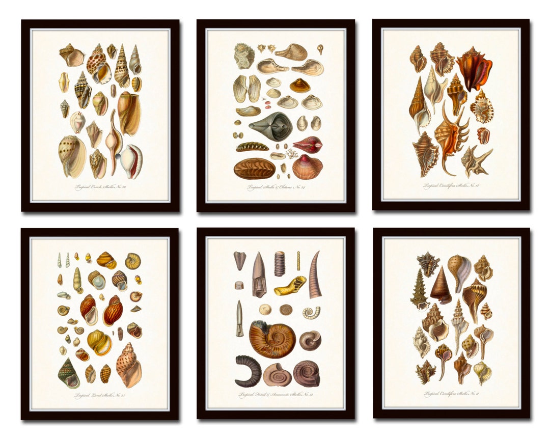 Antique Seashell Print Set, Shell Prints, Art Print, Wall Art, Print ...