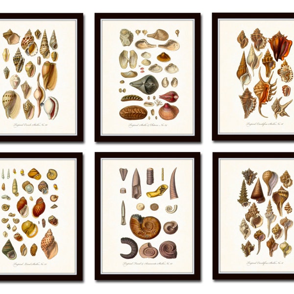 Shell Art Print - Etsy