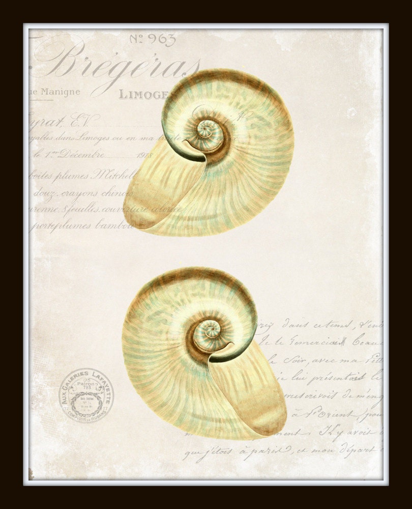 Seashell Collage Print Set No. 4 Antique Seashell Print Set - Etsy
