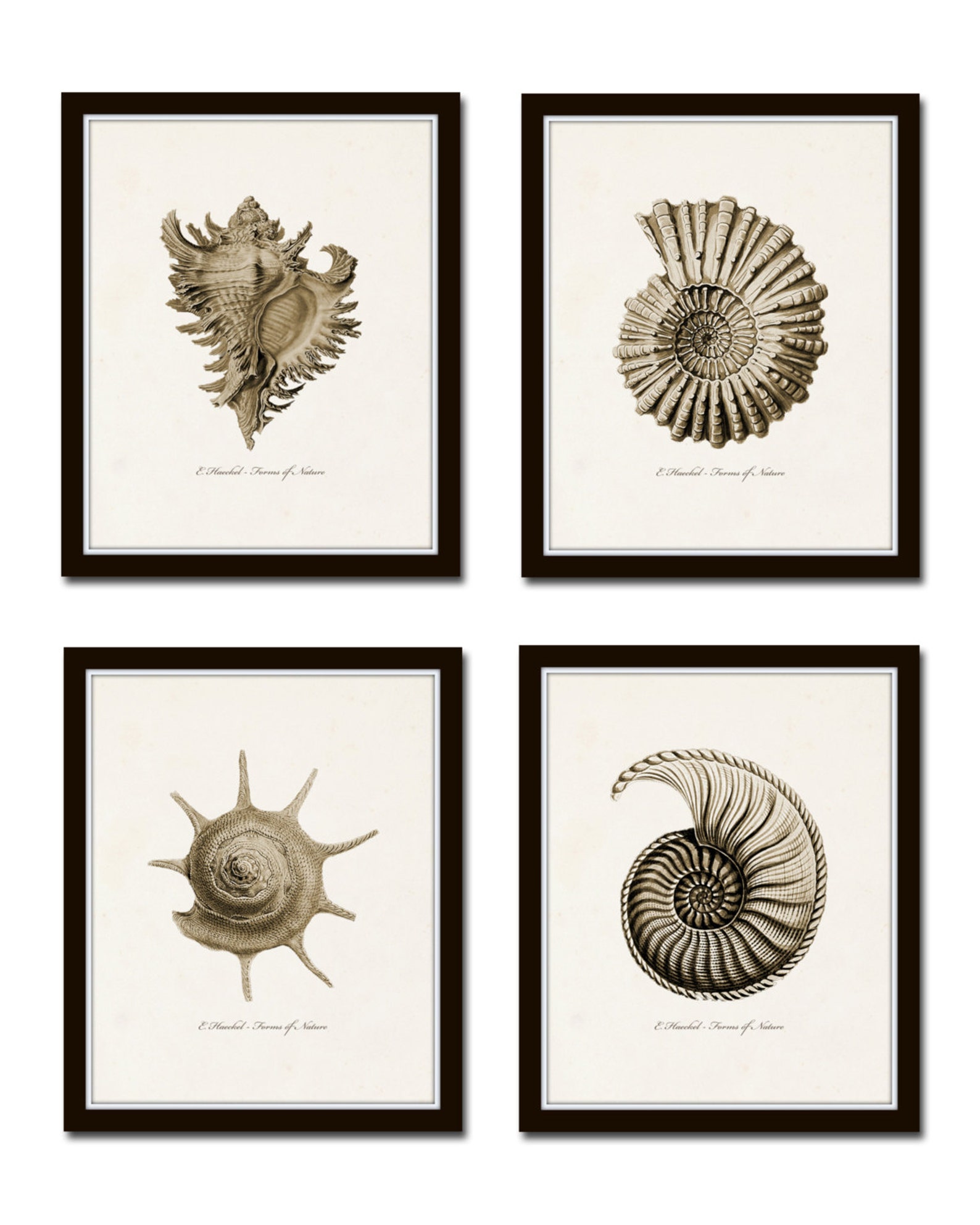 Sepia Seashell Print Set No. 5, Giclee Wall Art, Vintage Seashell ...