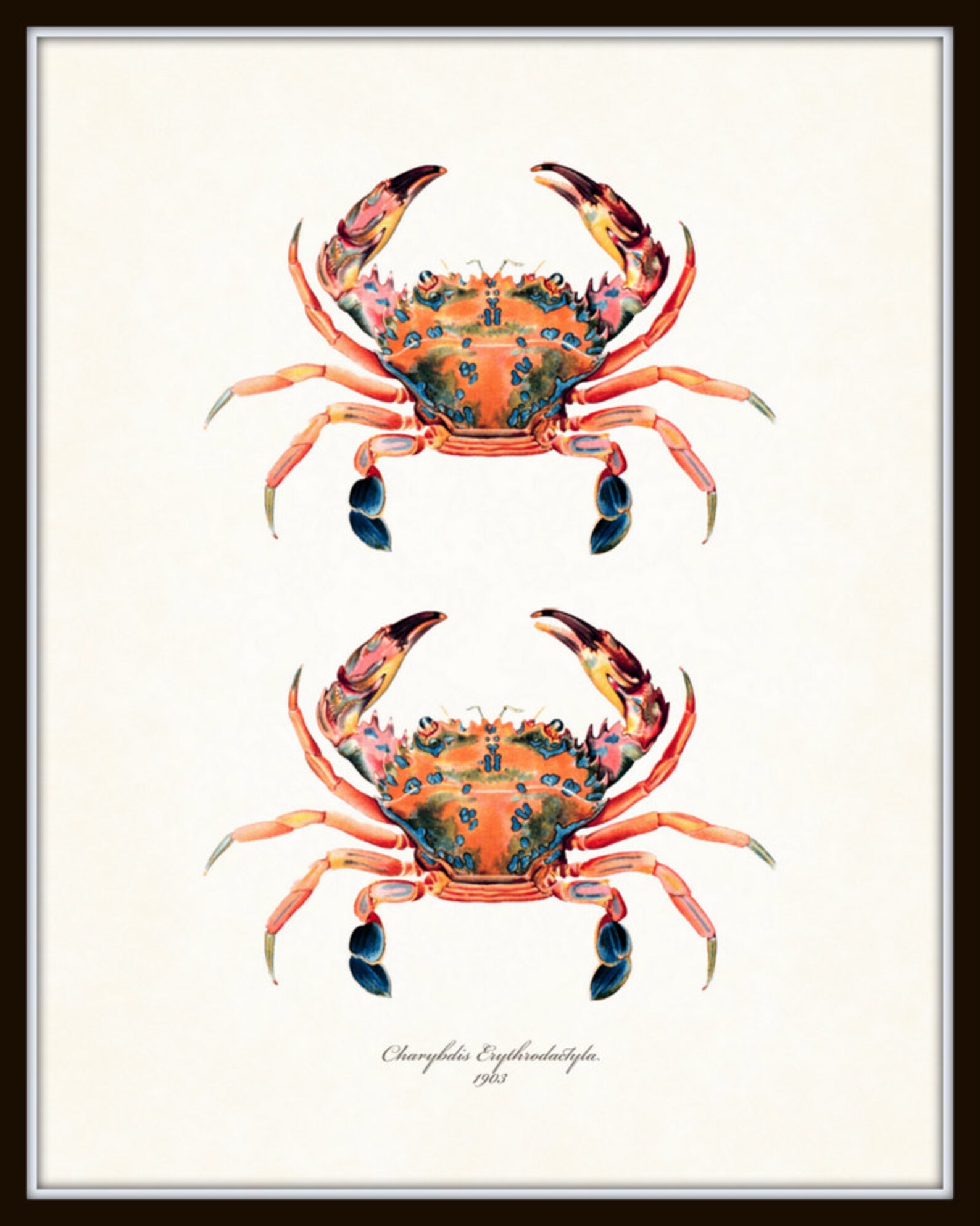 Vintage Crab Print No. 10 Giclee Art Print Nautical Art - Etsy