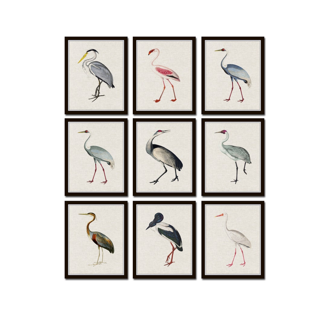 Tropical Sea Birds Set of 9, Bird Prints, Giclee, Art Print, Coastal ...