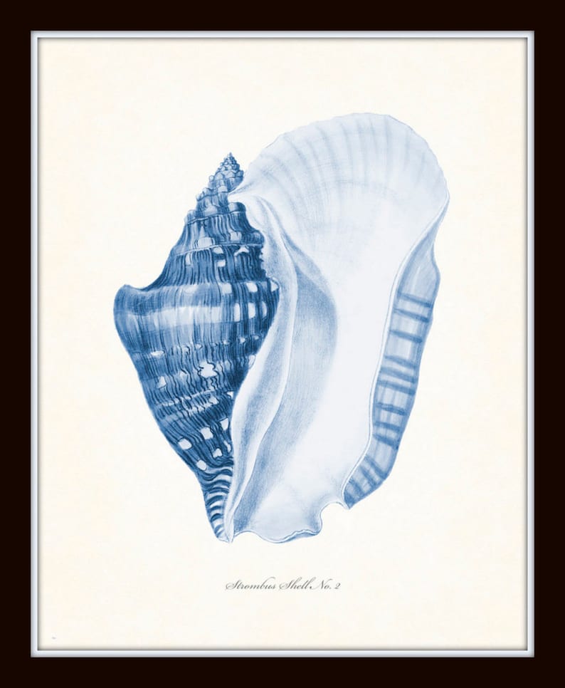 Blue Vintage Seashell Print Set No. 1, Antique Shell Prints, Giclee ...