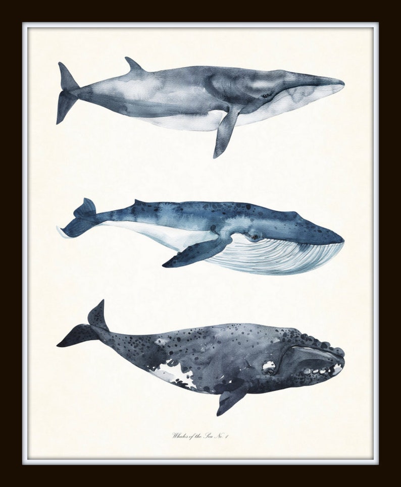 Watercolor Whales Print Set No. 1 Fish Prints Giclee Art - Etsy