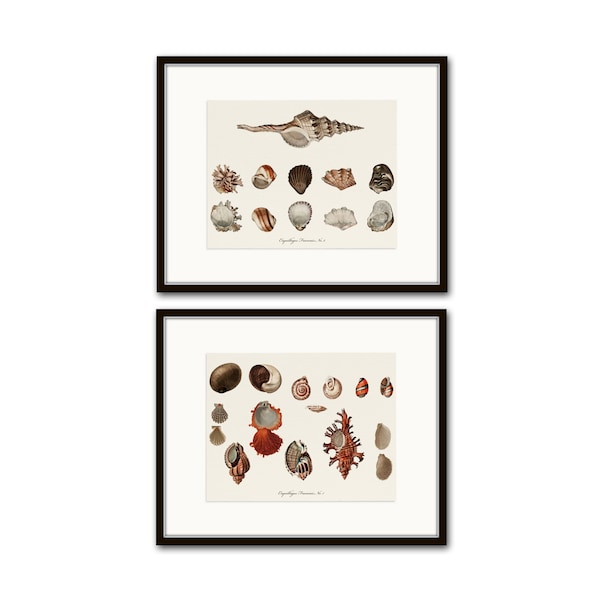 Vintage Seashell Art - Etsy