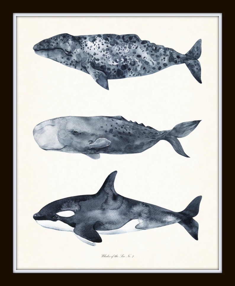Watercolor Whales Print Set No. 1 Fish Prints Giclee Art - Etsy