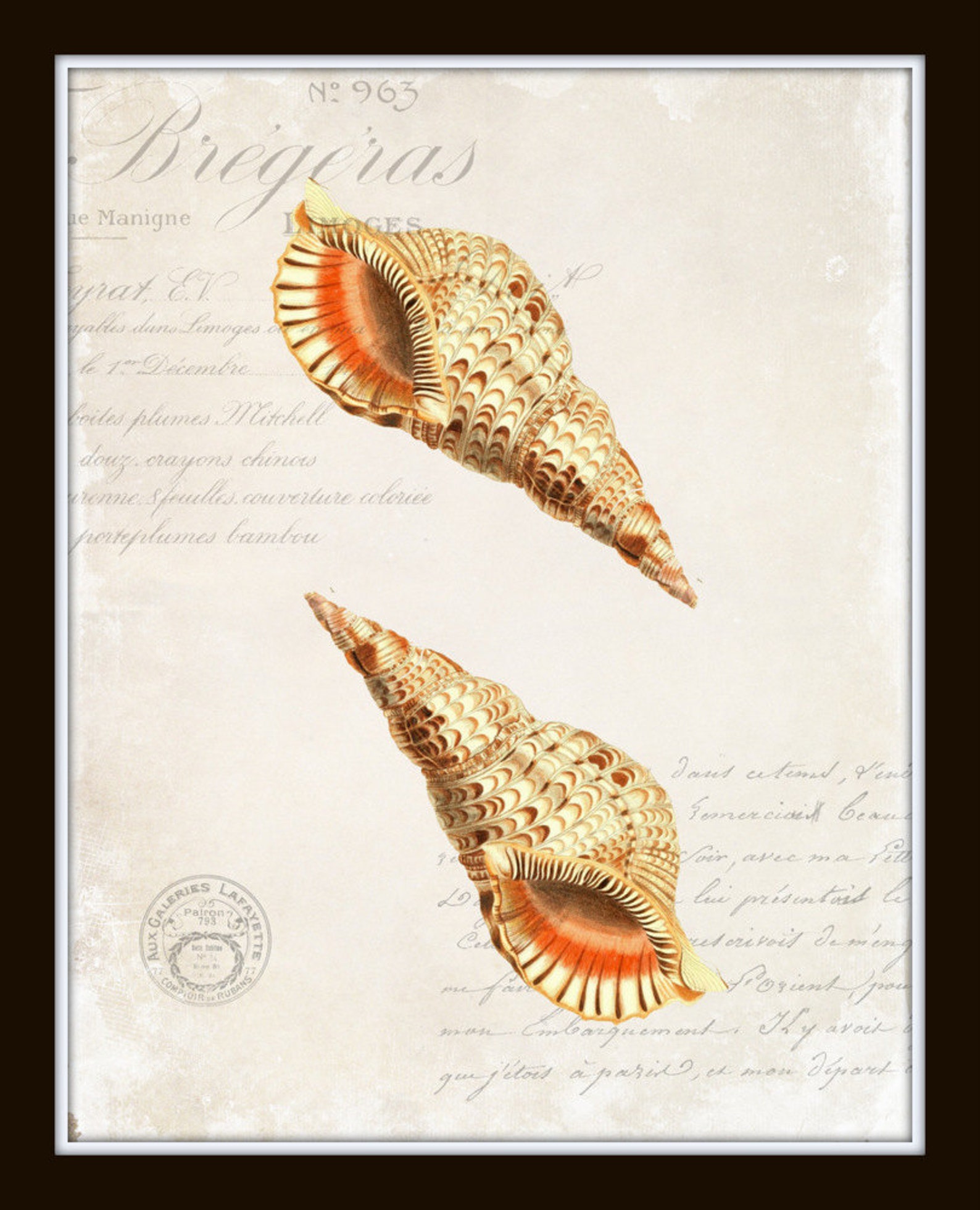 Seashell Collage Print Set No. 4 Antique Seashell Print Set - Etsy