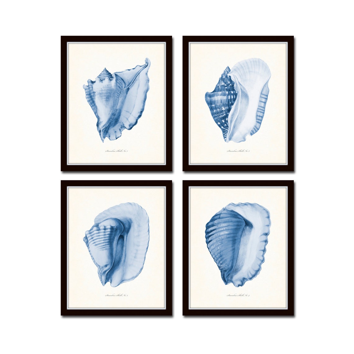 Blue Vintage Seashell Print Set No. 1 Antique Shell Prints | Etsy