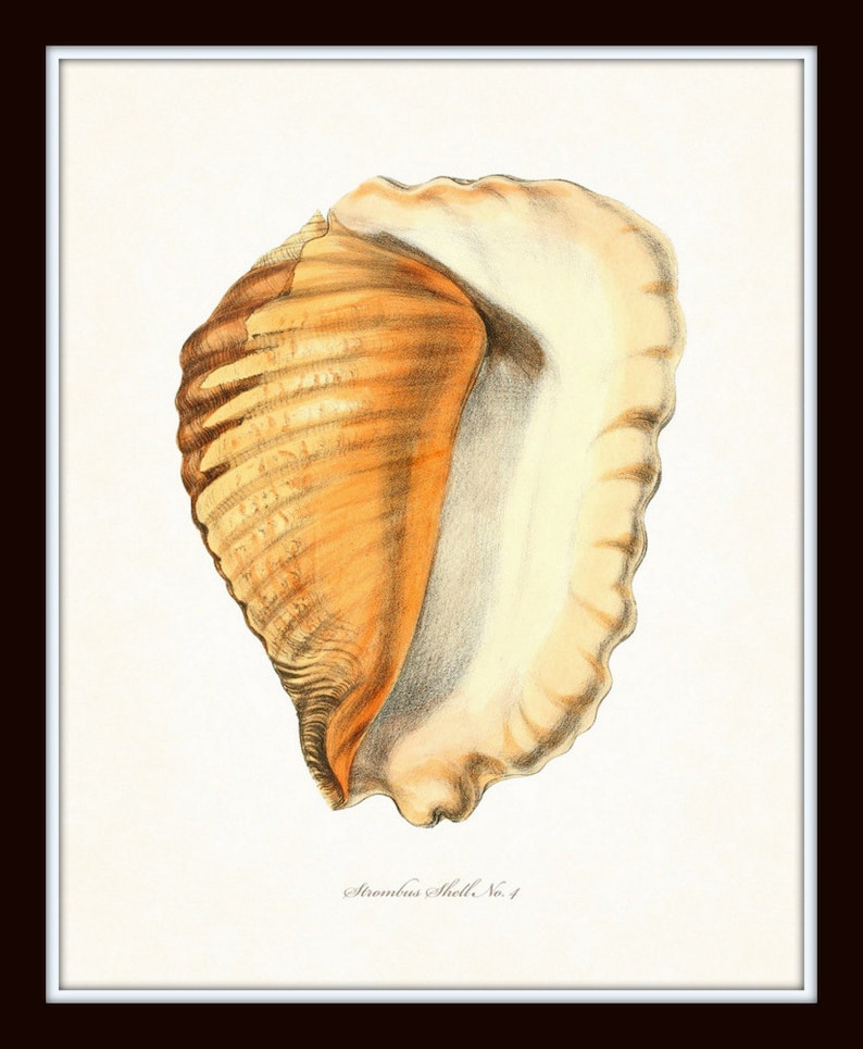 Seashell Print Set No. 4, Antique Shell Prints, Giclee, Wall Art ...