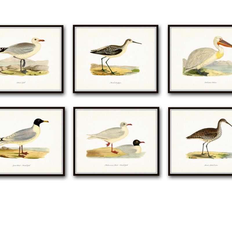 Sea Bird Print - Etsy