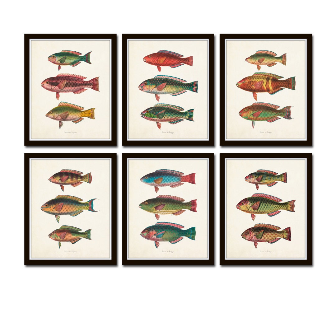 Vintage Tropical Fish Giclee Print Set No.5, Coastal Wall Art & Decor ...
