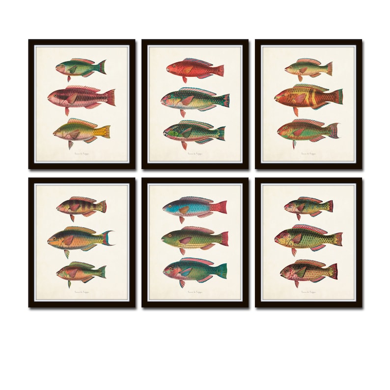Vintage Tropical Fish Print Set No.5 Fish Prints Giclee - Etsy