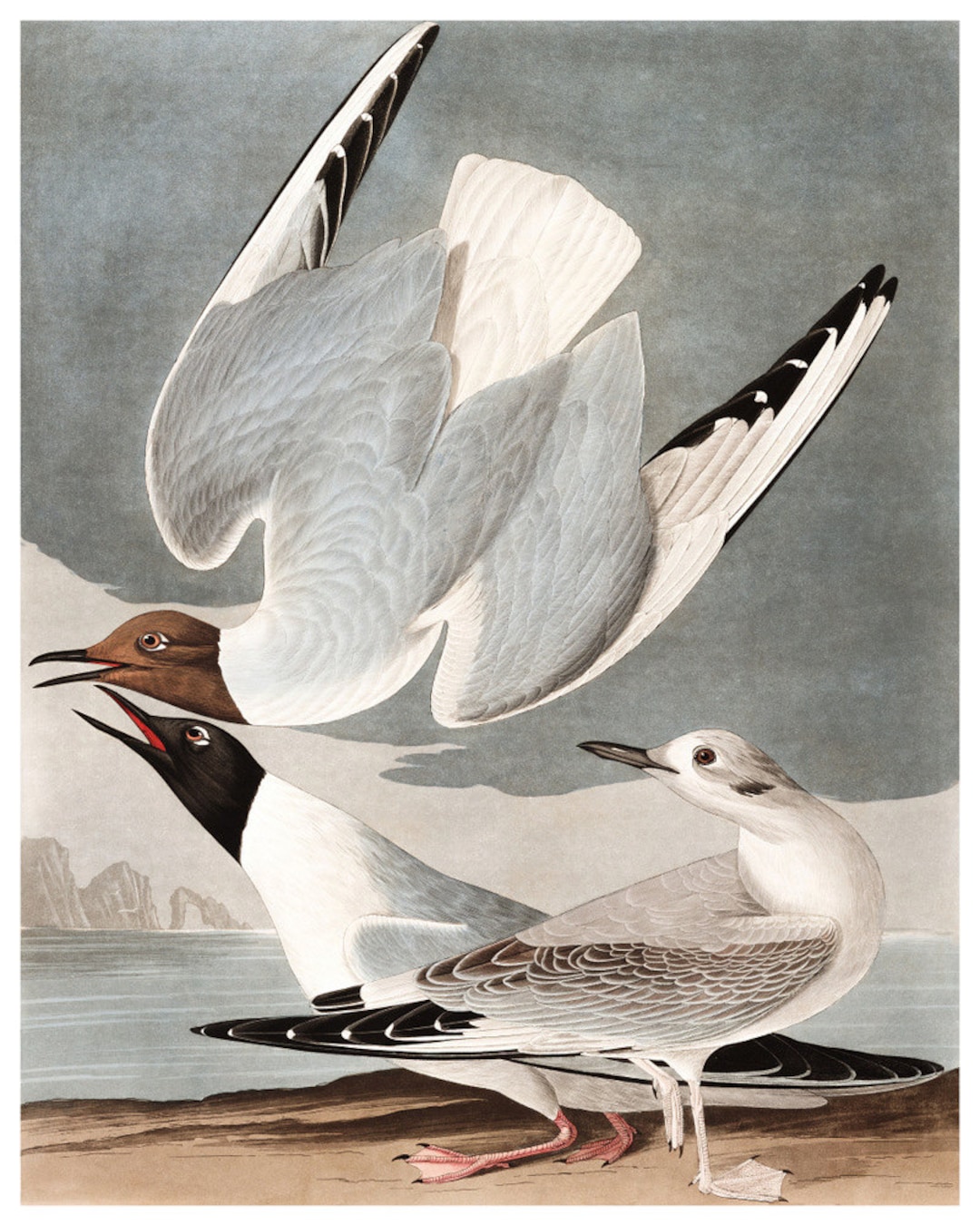 Vintage Audubon Bonapartian Gull, Bird Print, Giclee, Art Print, Beach ...