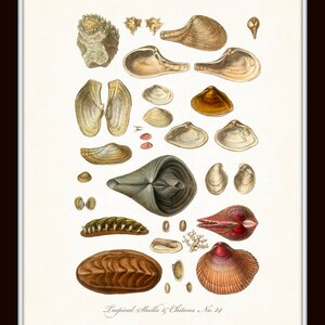 Antique Seashell Print Set, Shell Prints, Art Print, Wall Art, Print ...