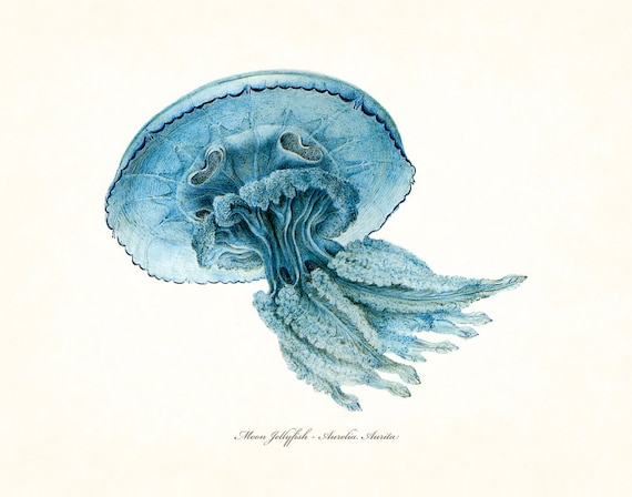 Moon Jellyfish Sketch