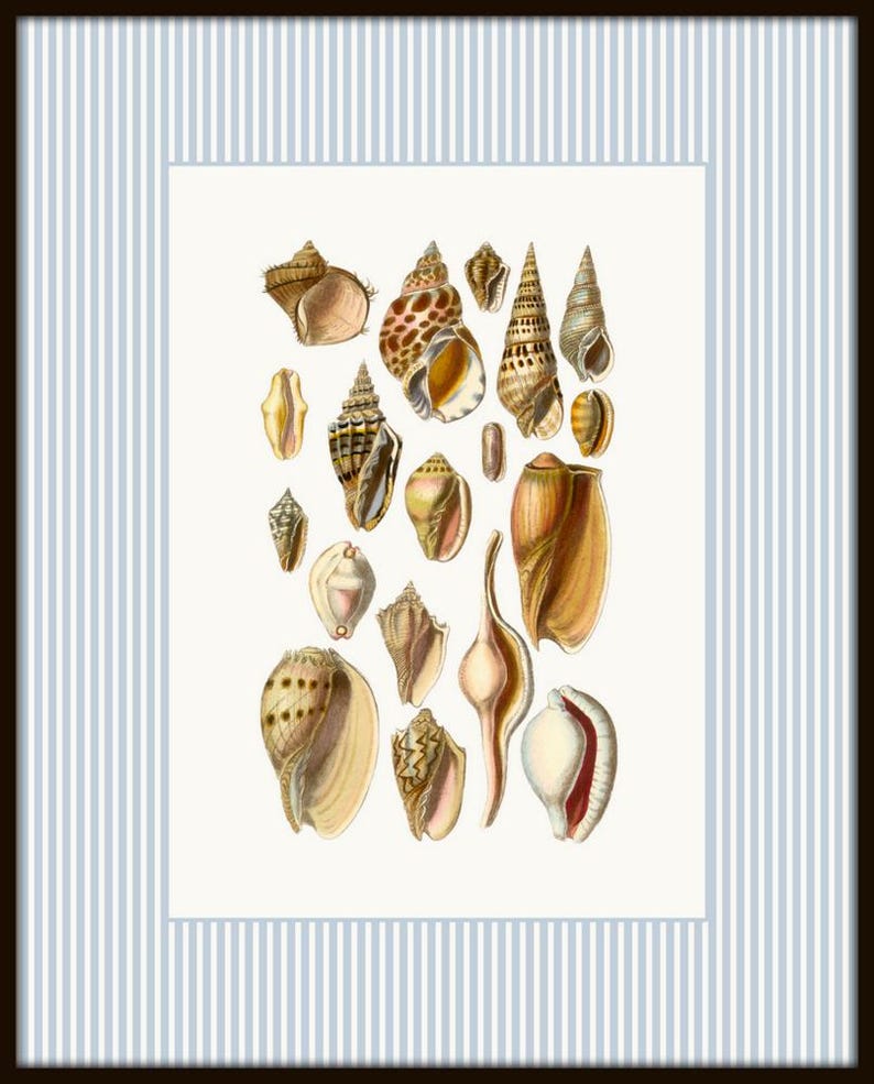 Blue Striped Vintage Seashell Print Set, Coastal Art, Coastal Decor ...