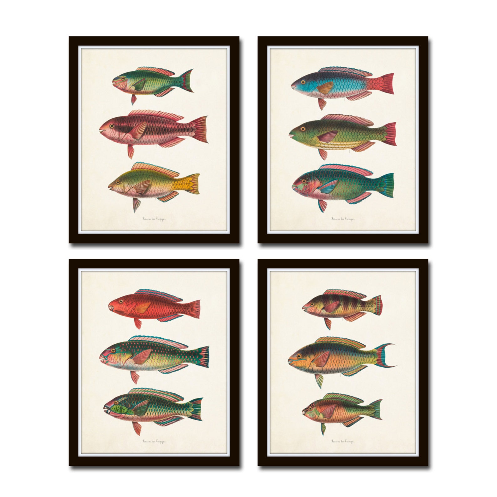 Vintage Tropical Fish Print Set No.3 Fish Prints Giclee - Etsy