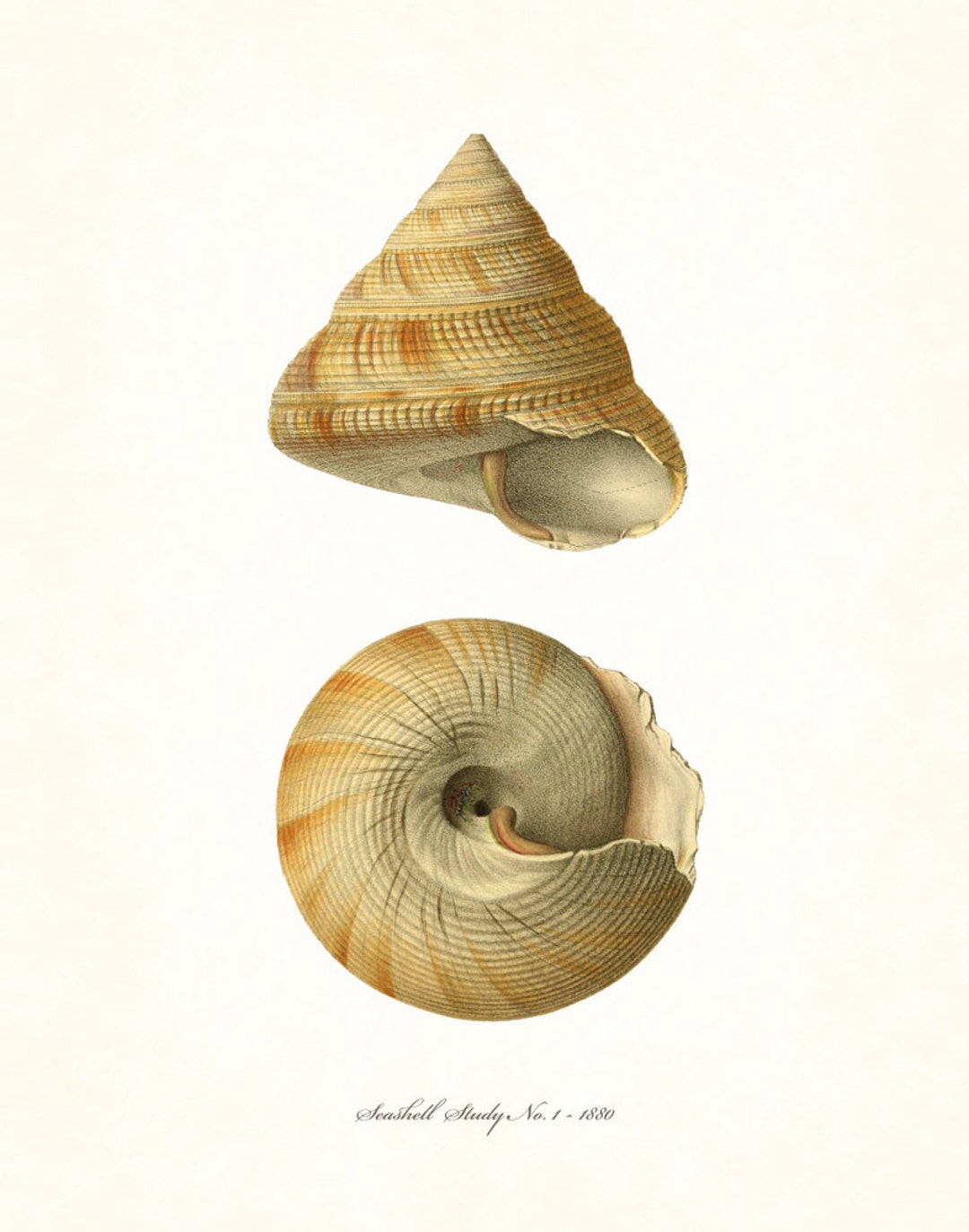 Vintage Shell Study No. 1, Giclee, Art Print, Nautical Art, Beach ...