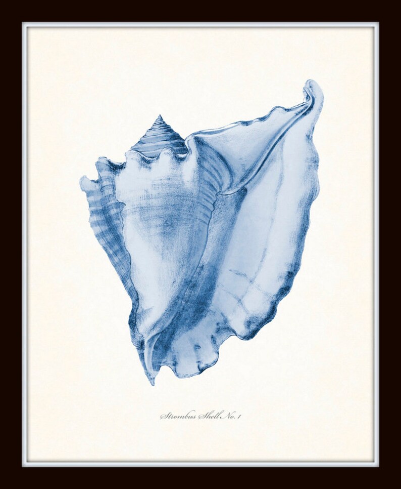 Blue Vintage Seashell Print Set No. 1, Antique Shell Prints, Giclee ...