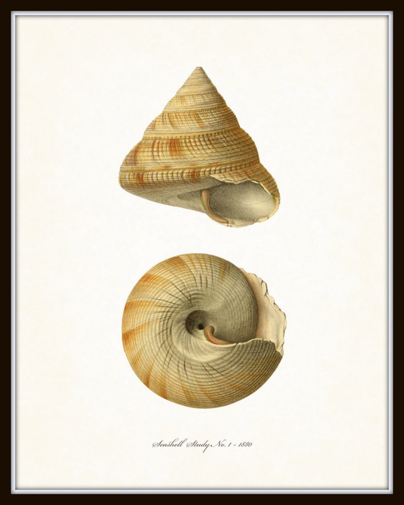 Vintage Shell Study No. 1 Giclee Art Print Nautical Art - Etsy
