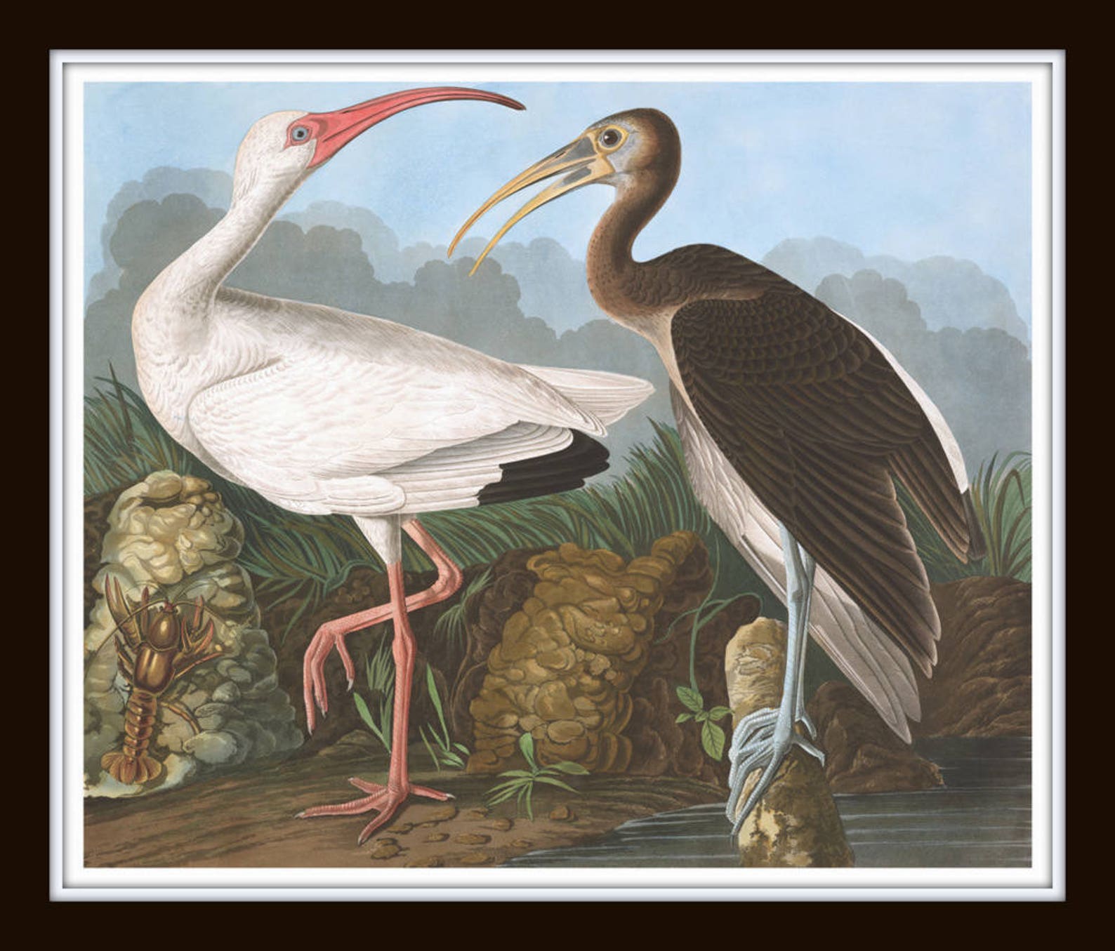 Audubon Print White Ibis Giclee Wall Art Art Print Home - Etsy