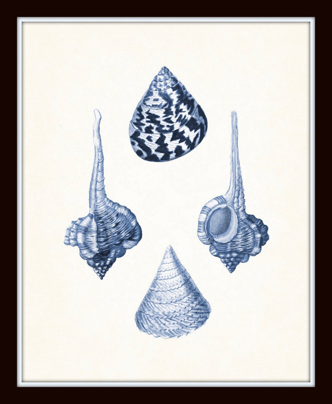 Blue Seashell Print Set No. 1 Antique Shell Prints Print | Etsy