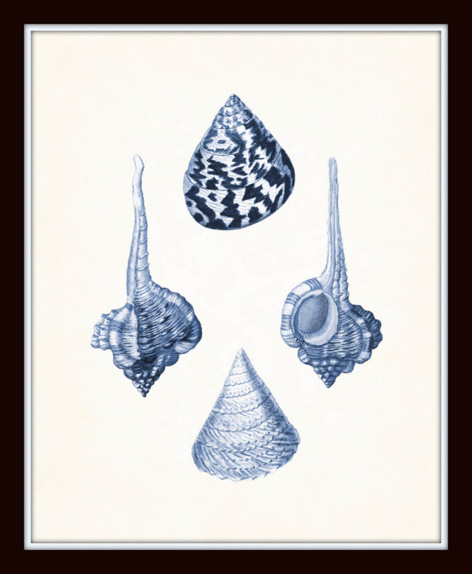 Blue Seashell Print Set No. 1 Antique Shell Prints Print | Etsy