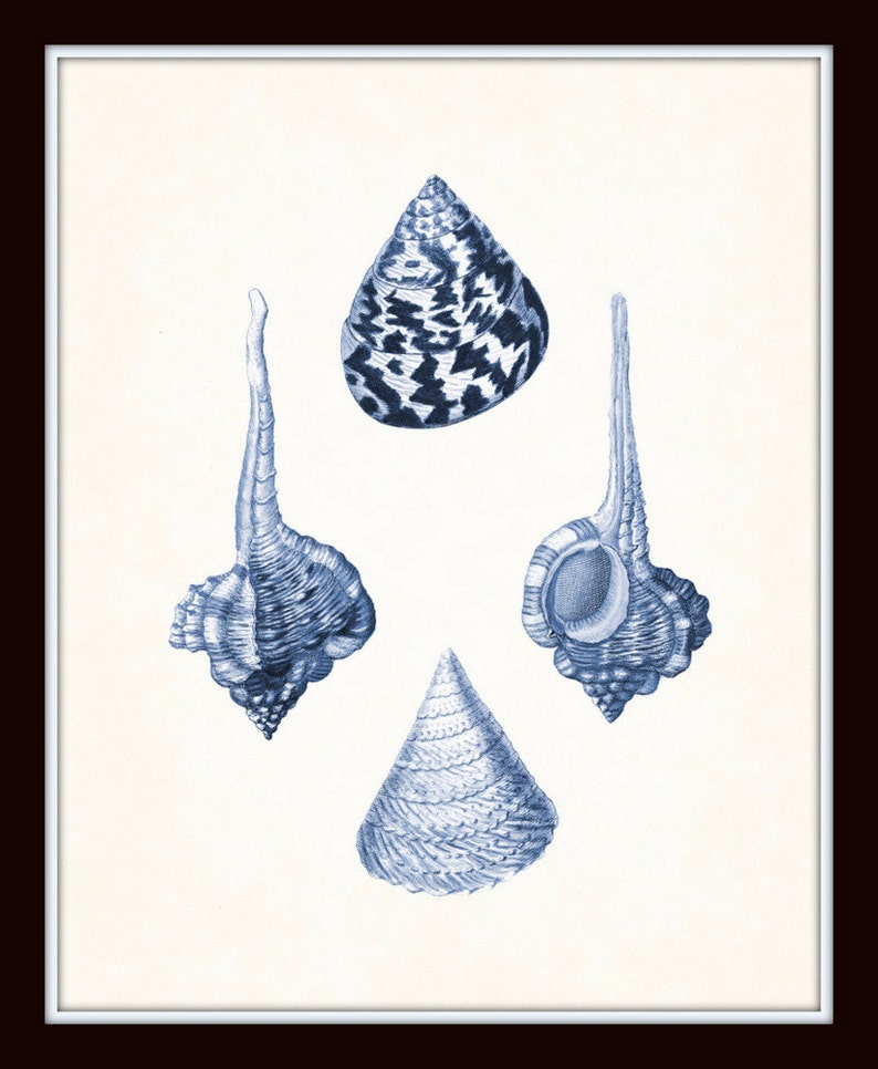 Blue Seashell Giclee Print Set No. 1, Coastal Nautical Wall Art - Etsy